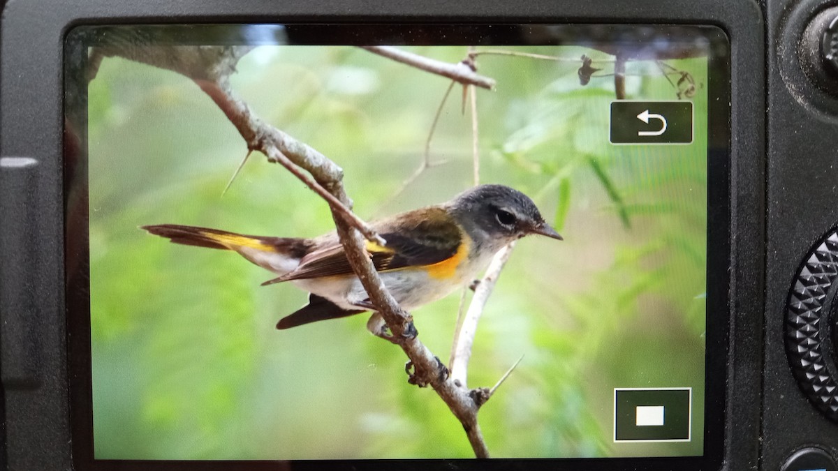 eBird Checklist - 7 Nov 2023 - Frontera Audubon Center (LTC 058) - 18 species