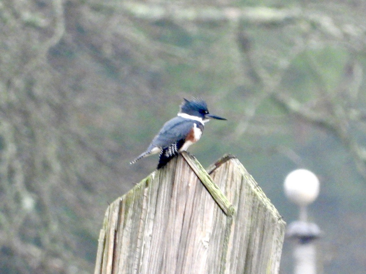 eBird Checklist - 7 Nov 2023 - Spruce Run Recreation Area - 35 species