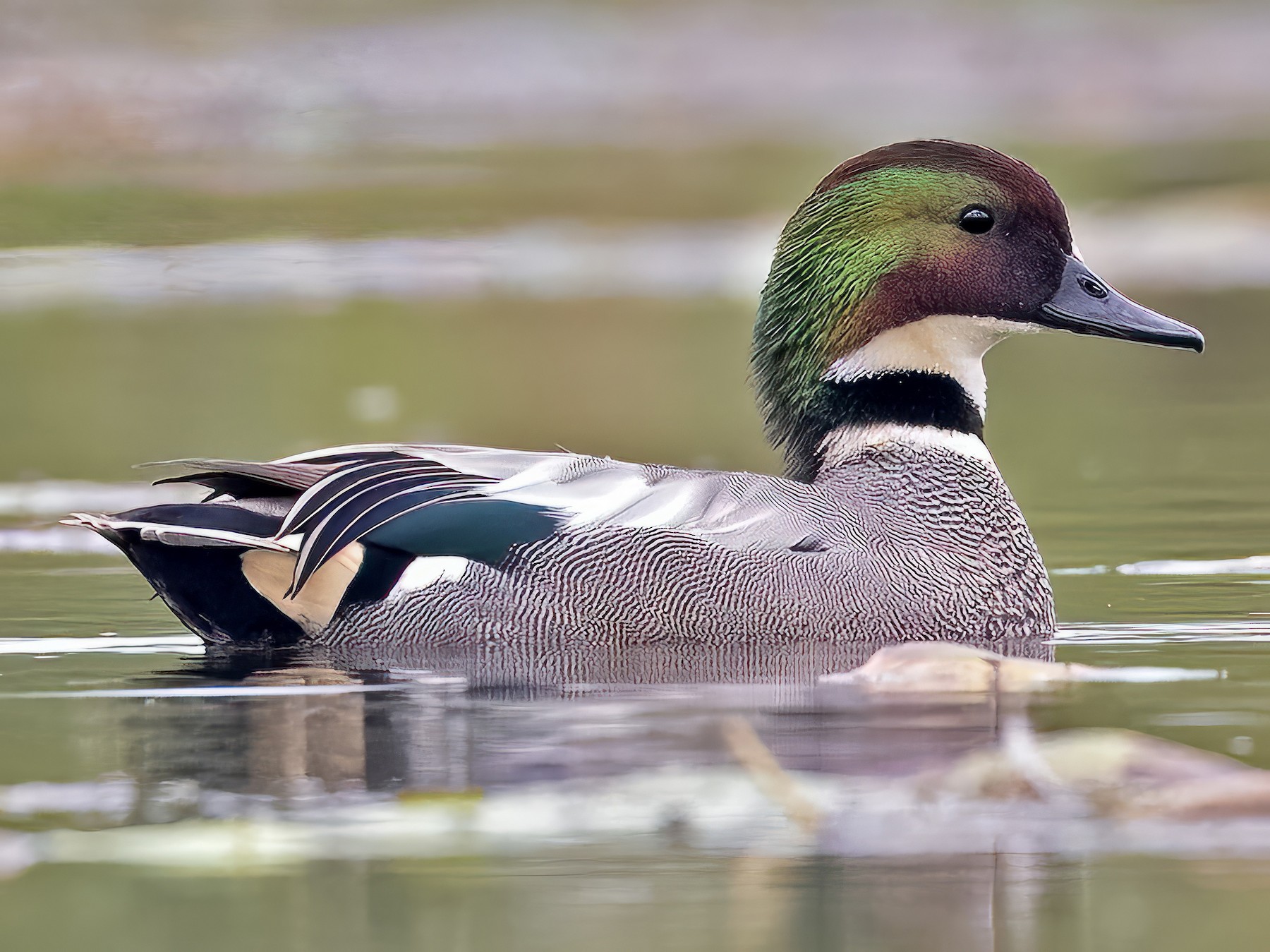 Falcated Duck - eBird