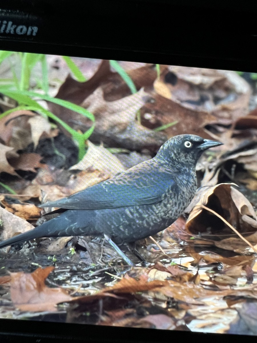 eBird Checklist - 7 Nov 2023 - Alumni Field - 16 species (+1 other taxa)