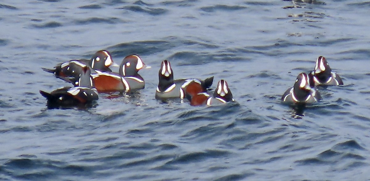 eBird Checklist - 7 Nov 2023 - Halibut Point SP - 19 species
