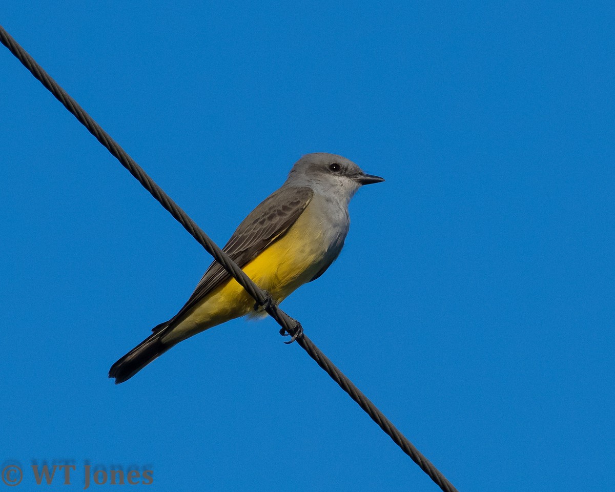 eBird Checklist - 7 Nov 2023 - Cox Road Citrus Groves - 25 species