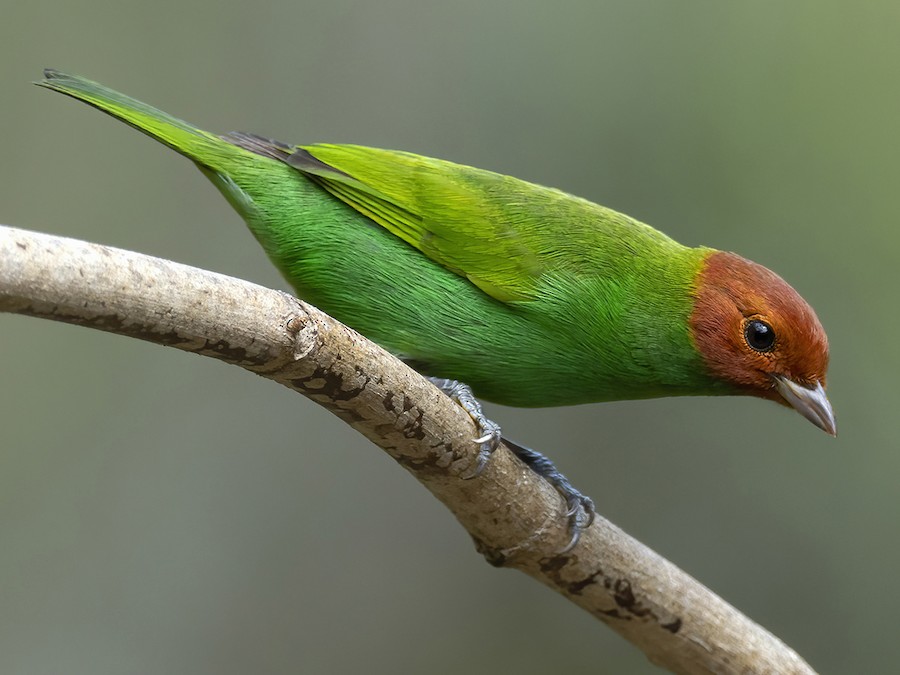 Bay-headed Tanager - eBird
