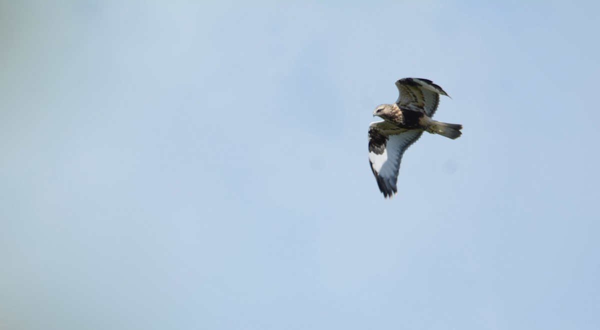 eBird Checklist - 1 Nov 2023 - Curry Hammock SP--FL Keys Hawkwatch - 39 ...