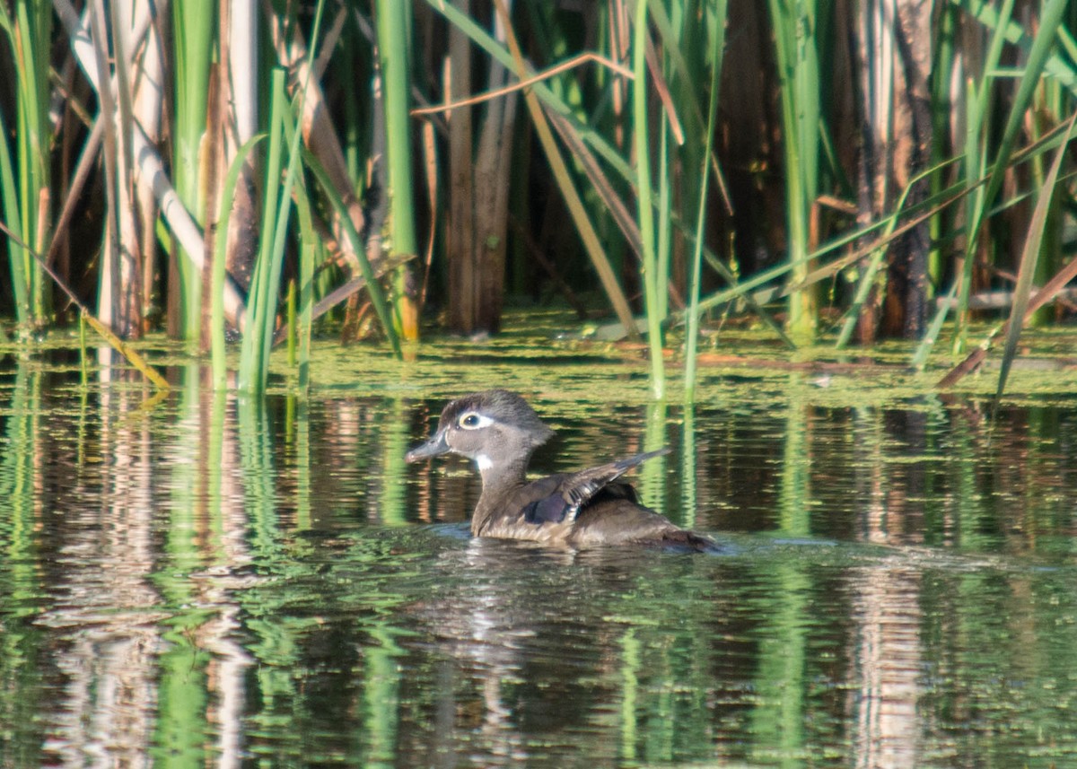 eBird Checklist - 12 Jun 2017 - Springbrook Nature Center - 24 species