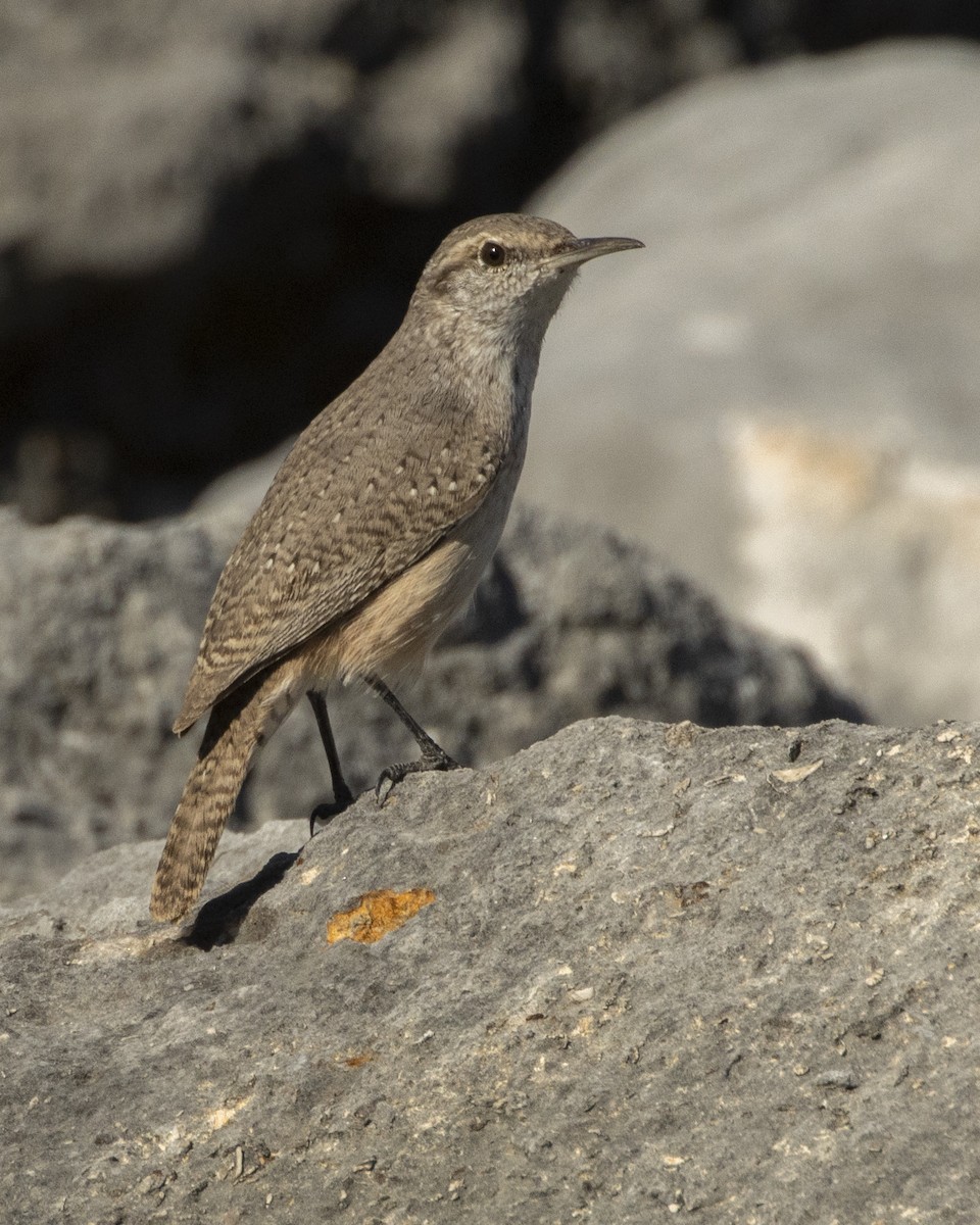 eBird Checklist - 7 Nov 2023 - Stillhouse Hollow Lake- Chalk Ridge ...