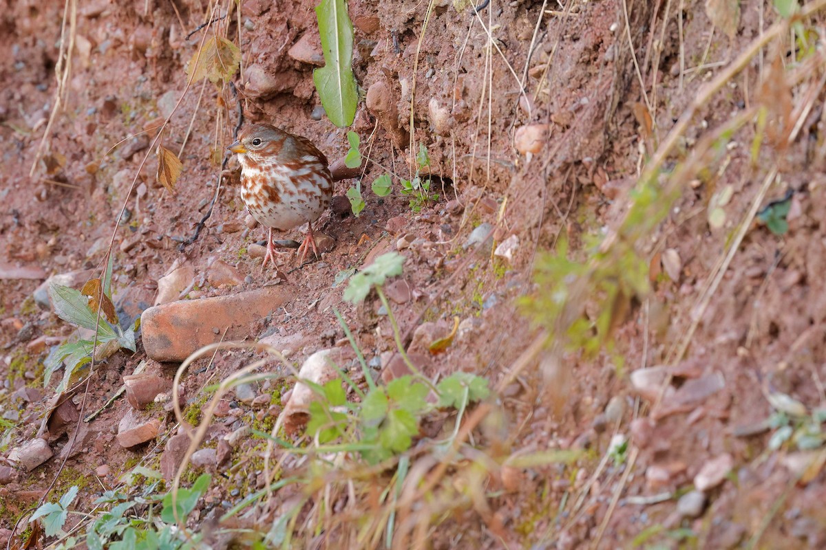eBird Checklist - 8 Nov 2023 - Cap-d'Espoir - 11 species