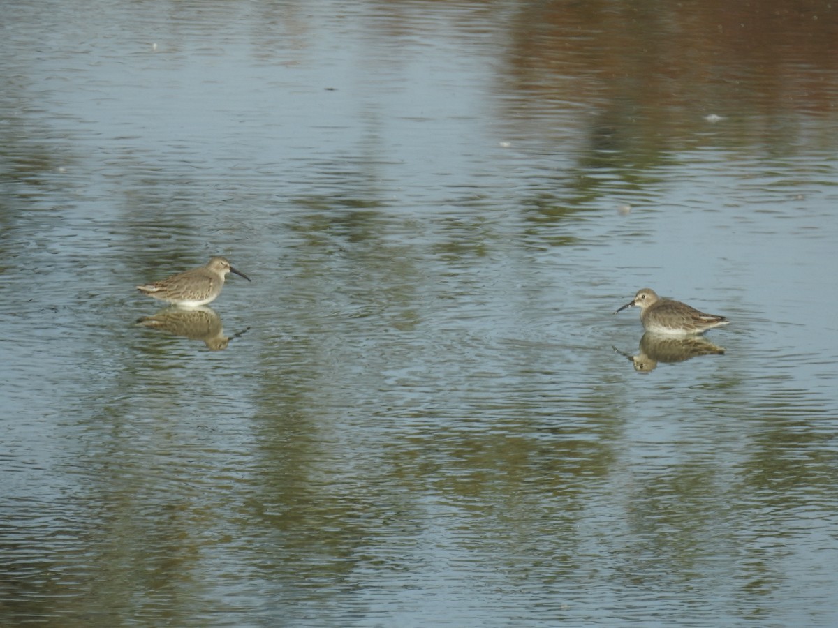 eBird Checklist - 8 Nov 2023 - Green Pond (flooded field, ponds and ...