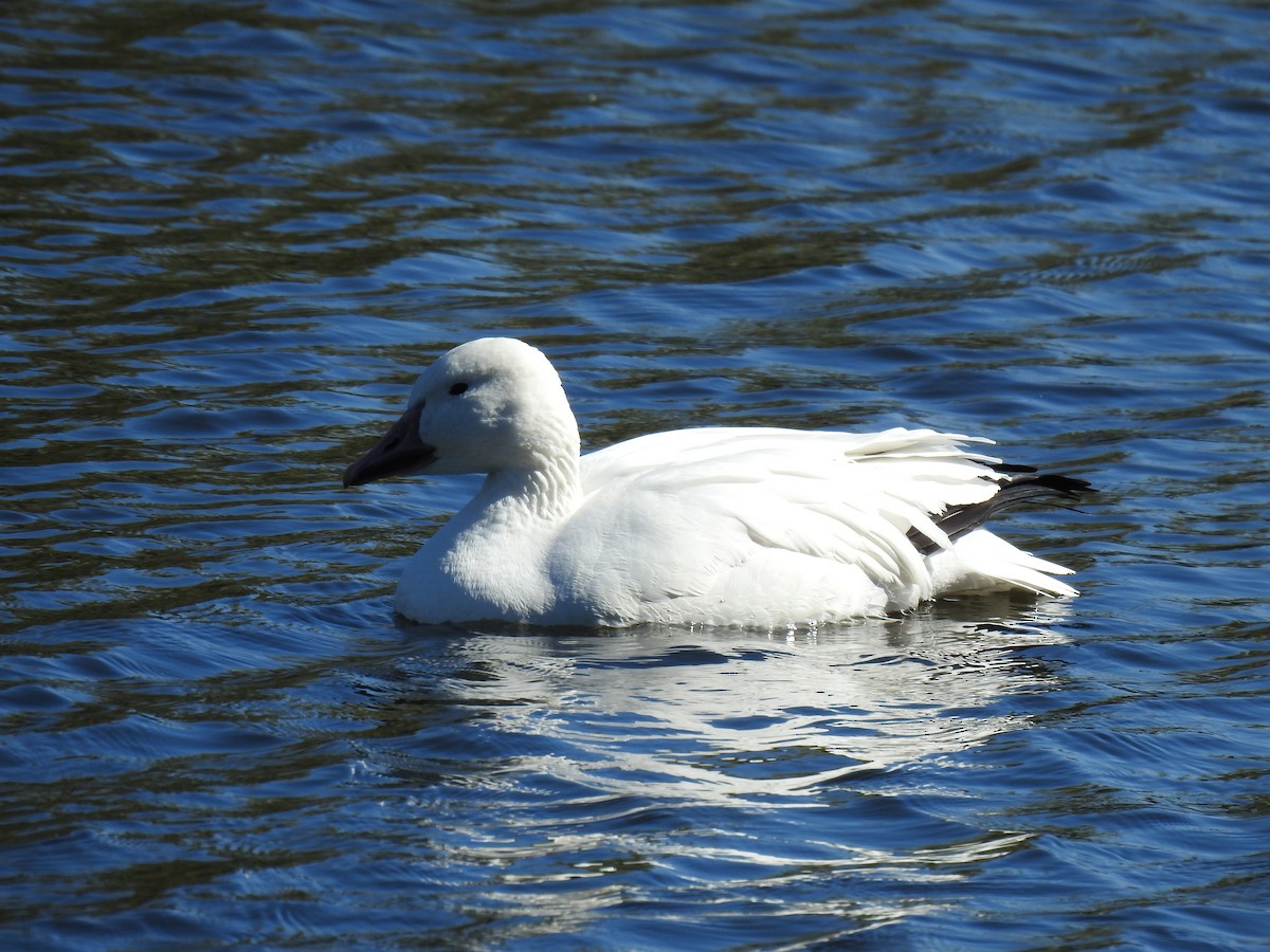 eBird Checklist - 8 Nov 2023 - Henderson Bird Viewing Preserve - 53 species