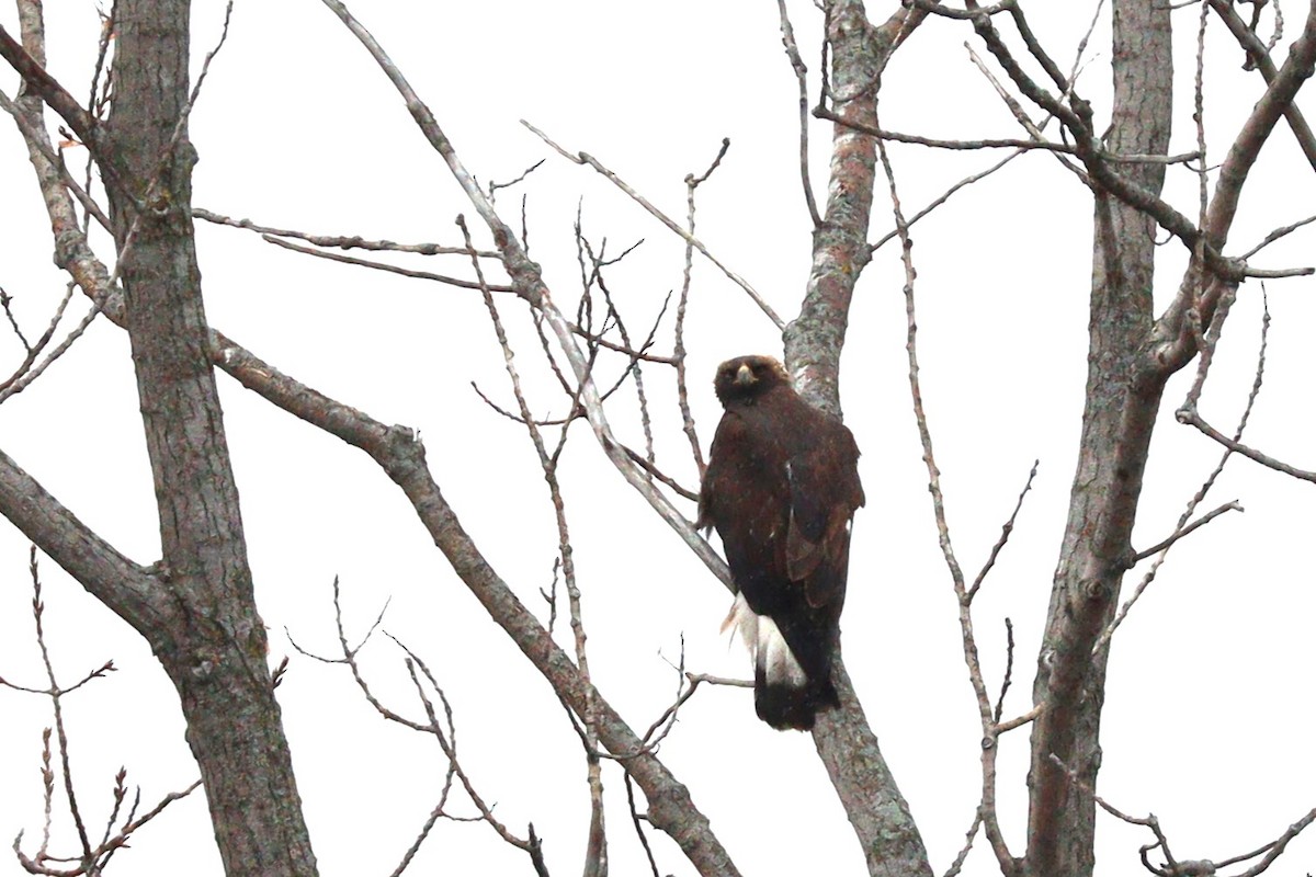 eBird Checklist - 8 Nov 2023 - Holiday Beach CA--Hawk Tower - 10 species