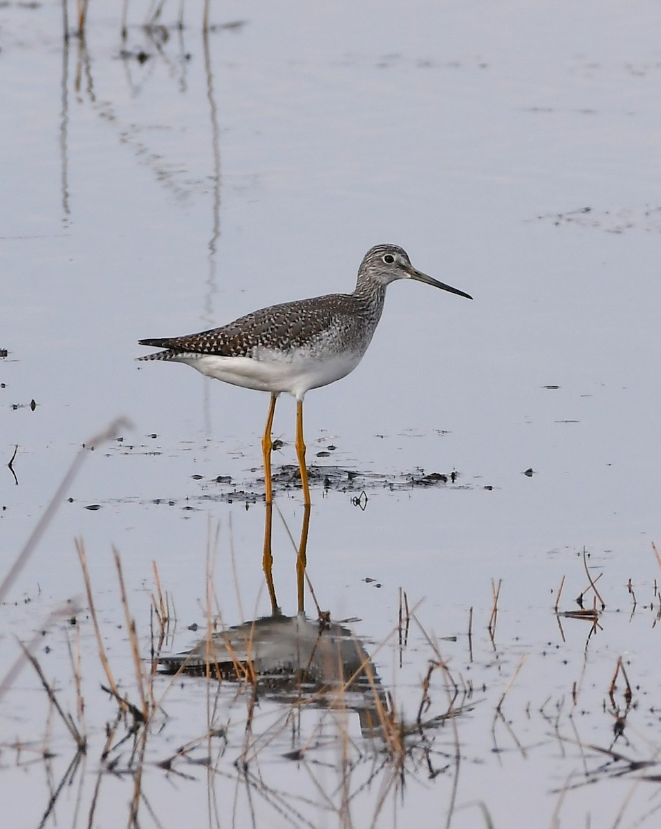 eBird Checklist - 8 Nov 2023 - Crex Meadows SWA - 17 species