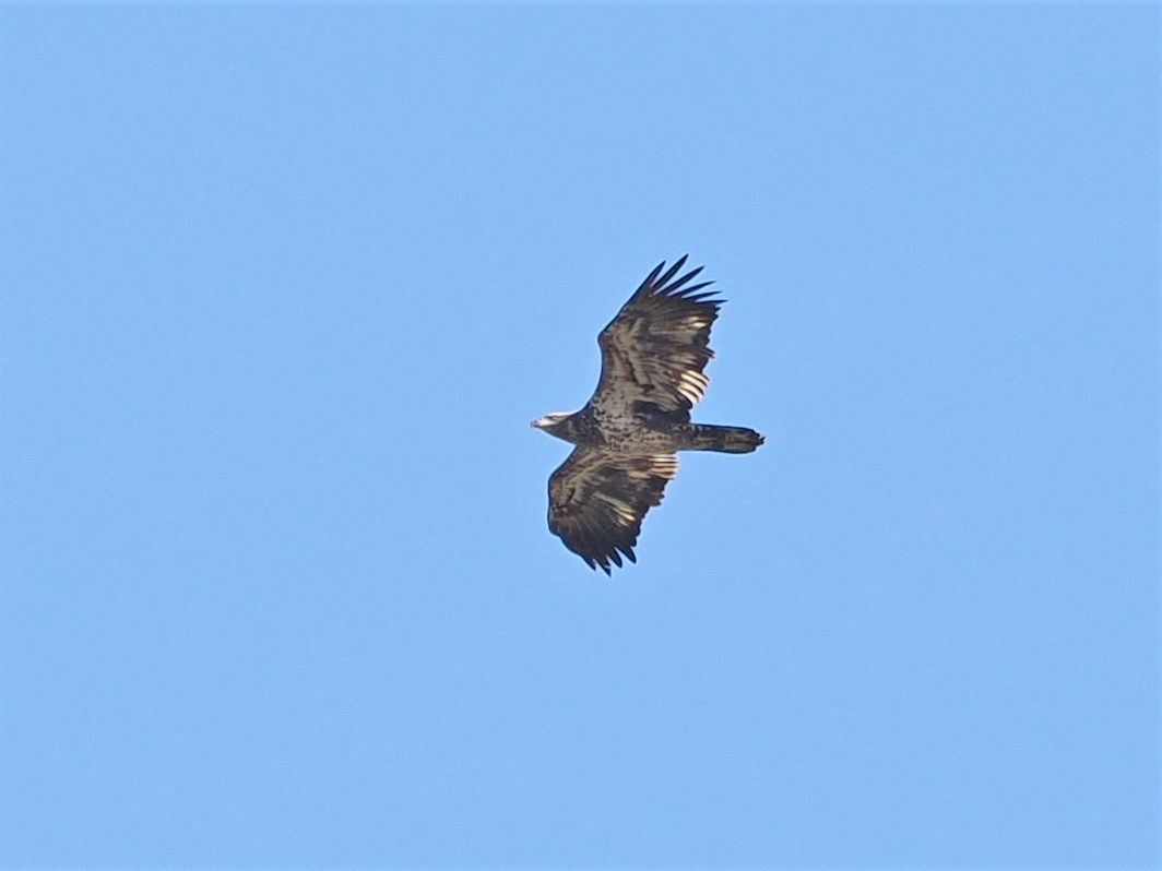 eBird Checklist - 8 Nov 2023 - State Hill Hawk Watch - 9 species