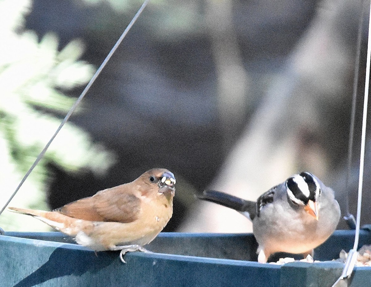 eBird Checklist - 8 Nov 2023 - Big Morongo Canyon Preserve - 15 species