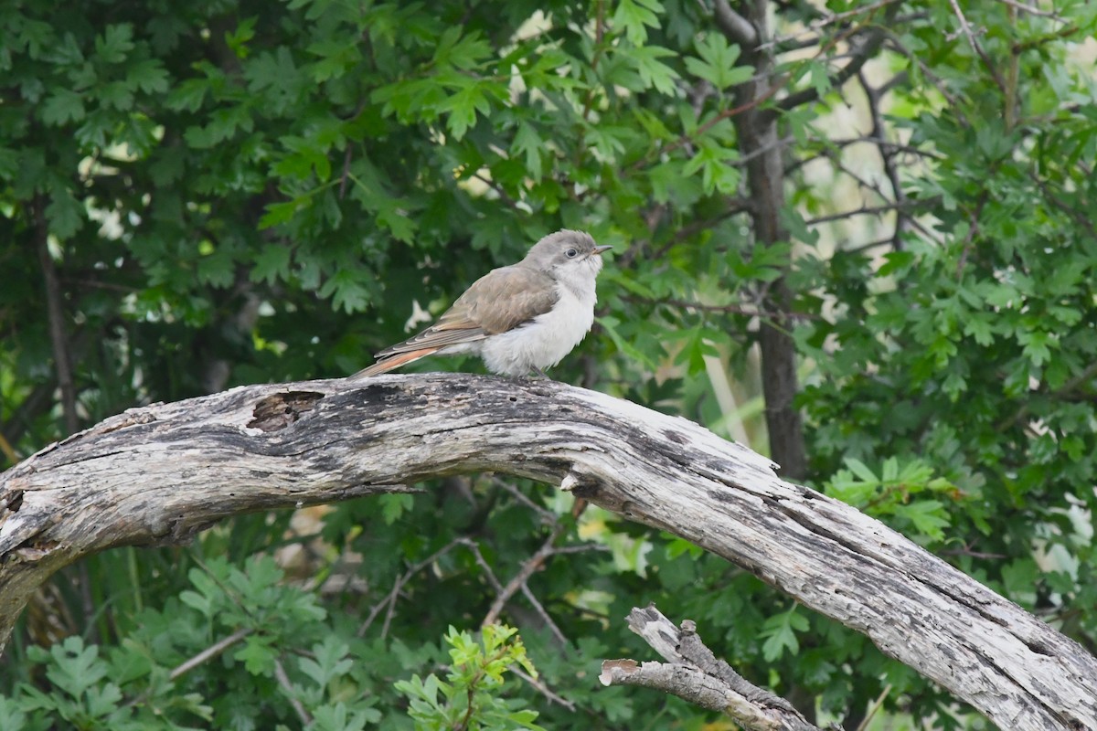 eBird Checklist - 9 Nov 2023 - Yarra Valley Trail, Lilydale to ...