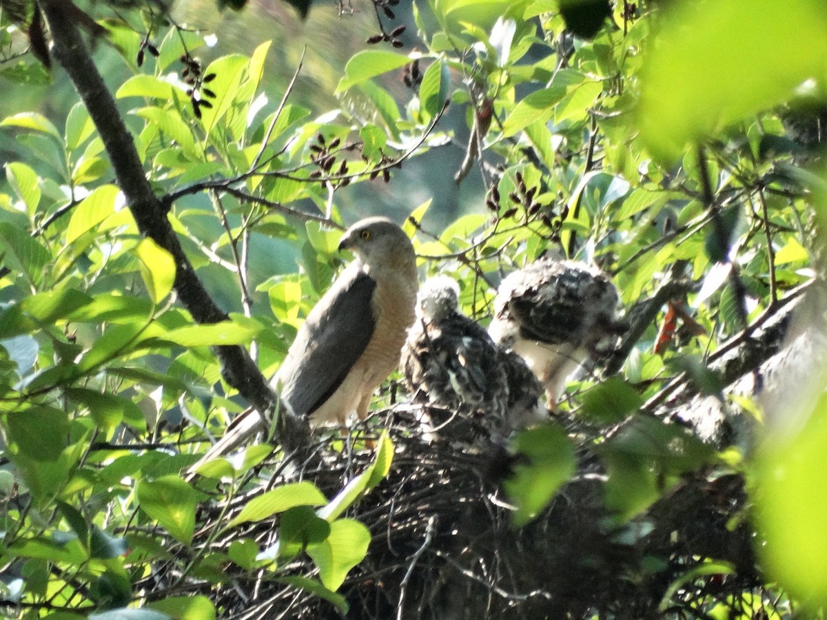 eBird India Checklist - 23 May 2015 - Shivapuri-Nagarjun National Park ...