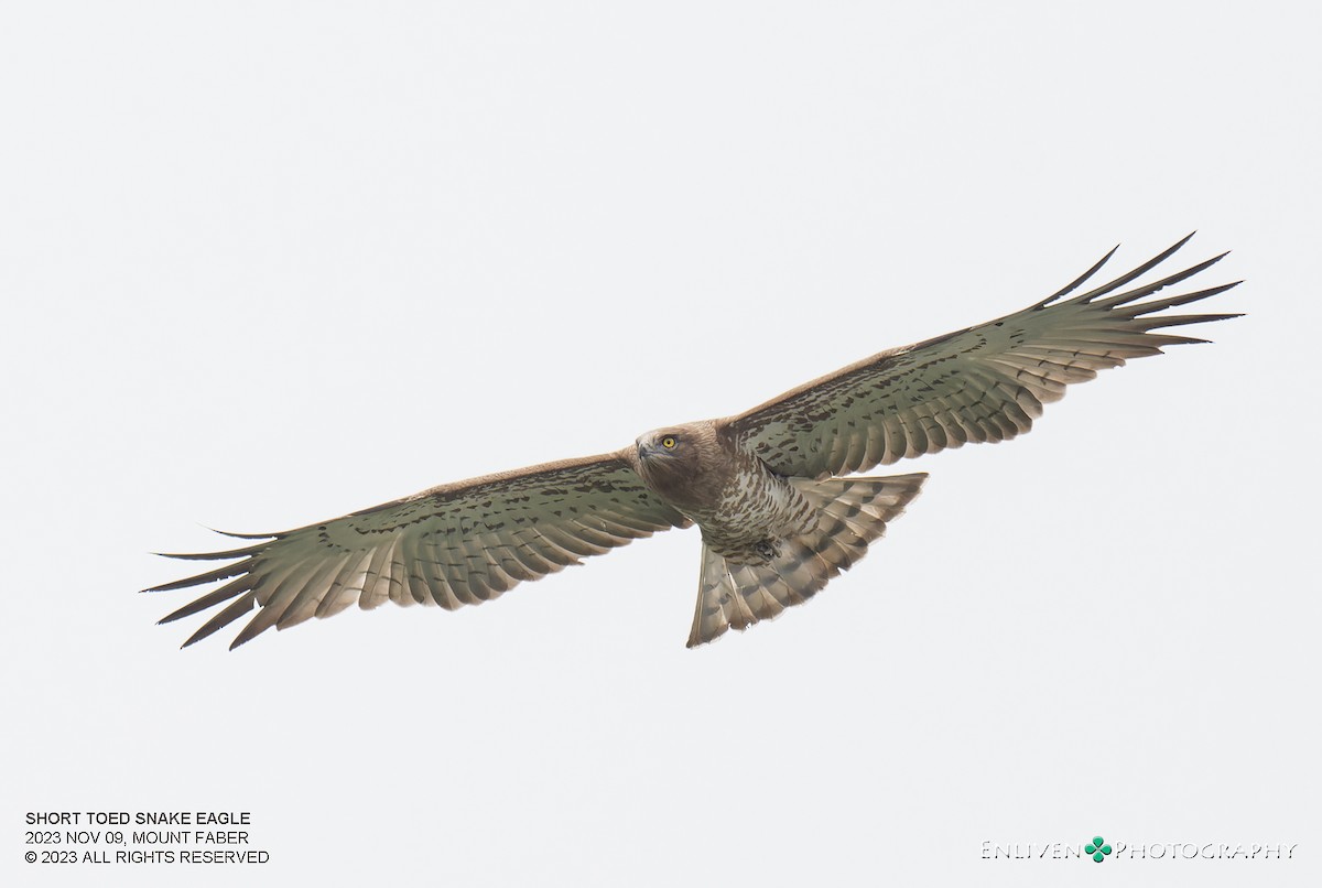 eBird Checklist - 9 Nov 2023 - Mount Faber Park - 1 species