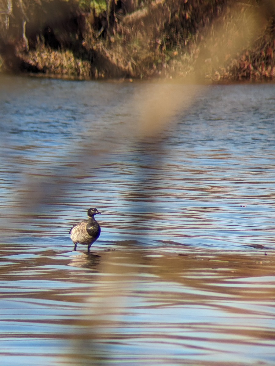 eBird Checklist - 3 Nov 2023 - Struble Lake - 46 species (+1 other taxa)