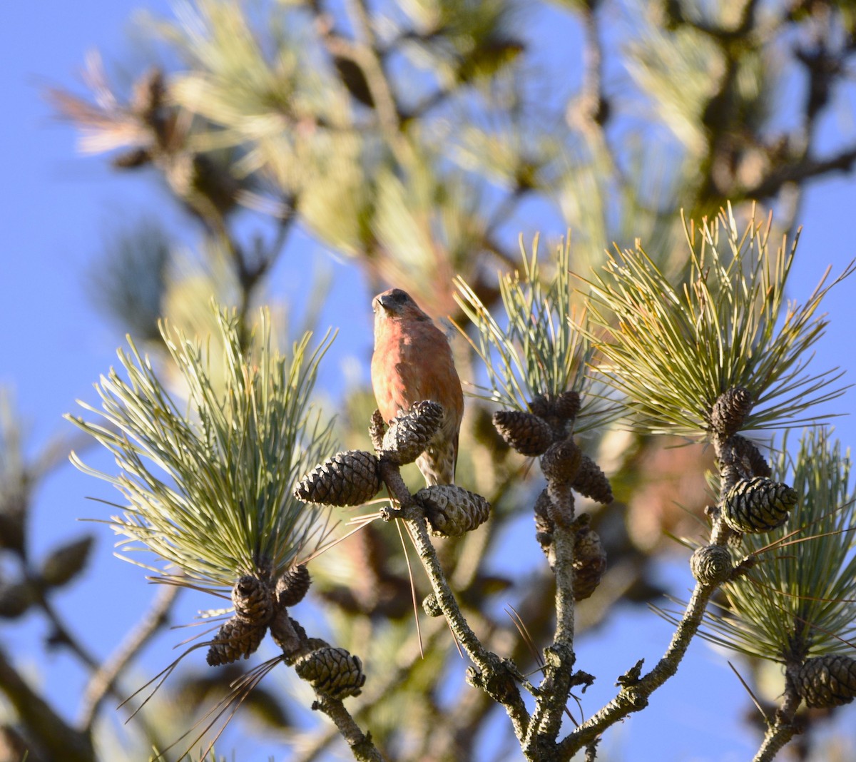 eBird Checklist - 9 Nov 2023 - Kettle Moraine SF--Emma Carlin Trail ...