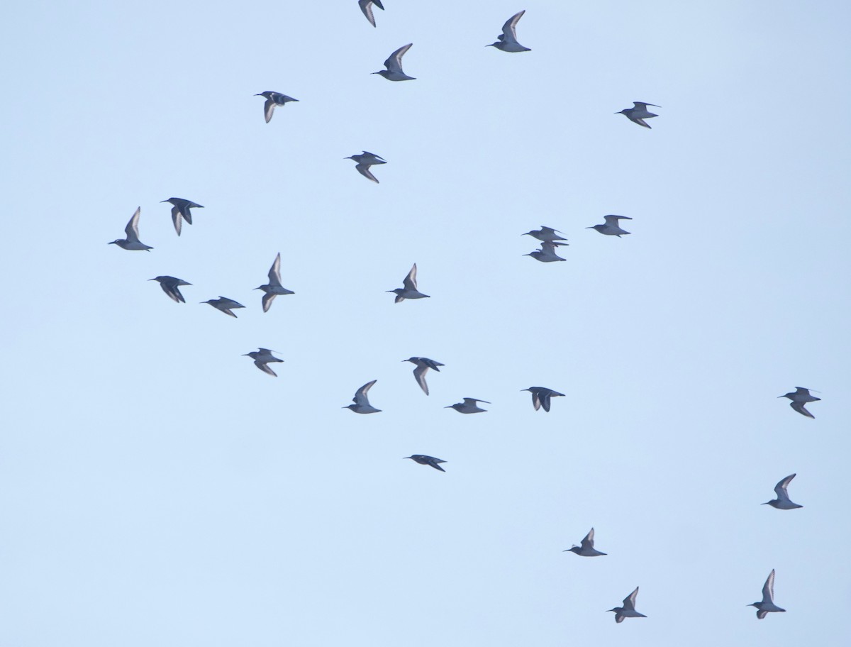 eBird Checklist - 6 Nov 2023 - Cape Island--Higbee Beach WMA--Dike ...