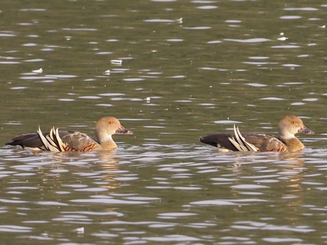 eBird Checklist - 6 Nov 2023 - Hasties Swamp National Park - 33 species