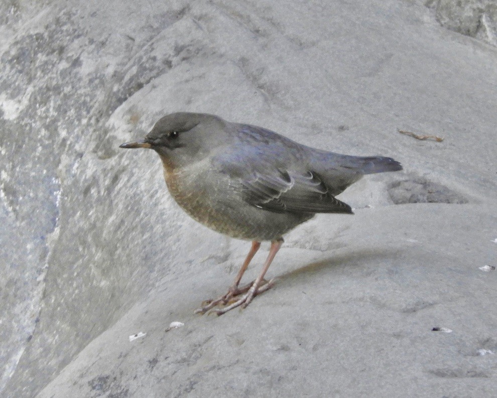 eBird Checklist - 9 Nov 2023 - Los Padres NF--Santa Paula Canyon - 34 ...