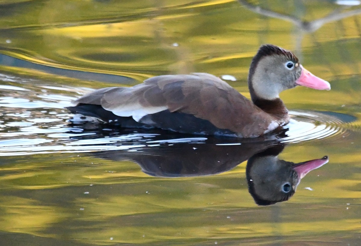 eBird Checklist - 9 Nov 2023 - Stricker's Pond - 17 species