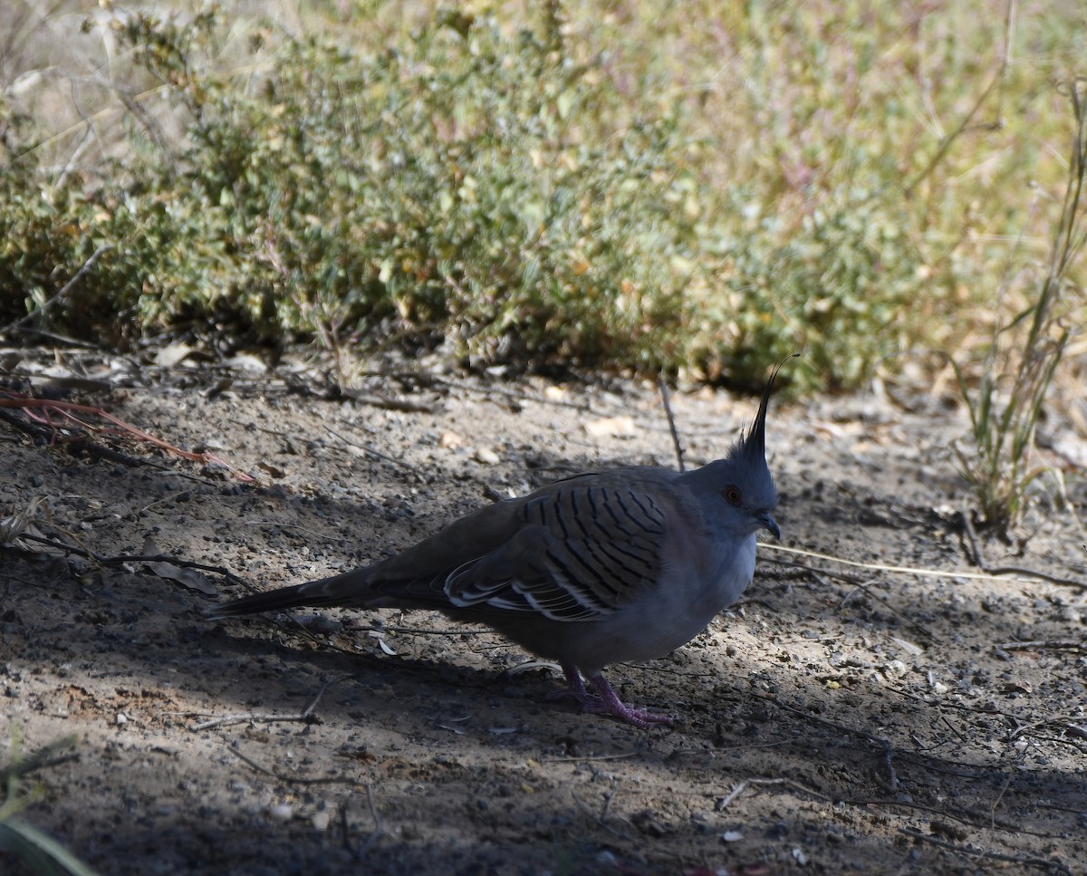 eBird Checklist - 14 May 2021 - Back O' Bourke Exhibition Centre - 10 ...