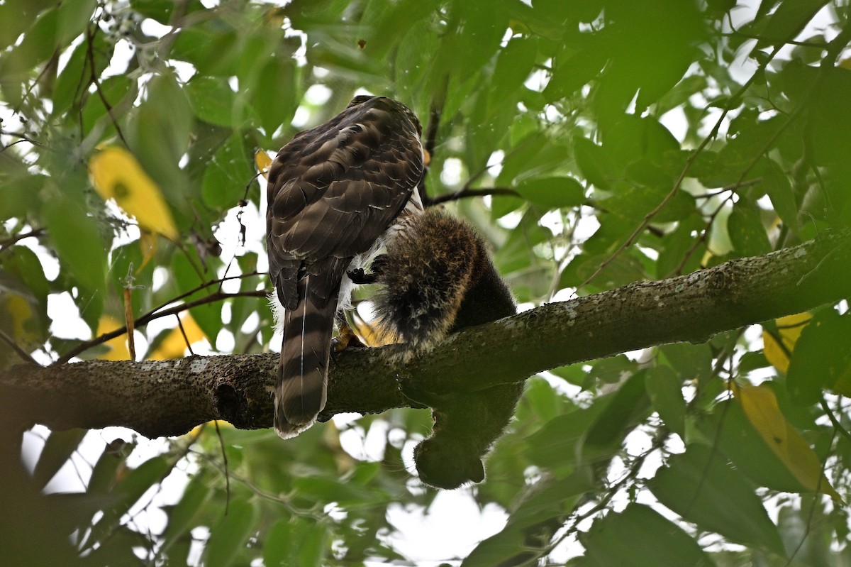 eBird Taiwan Checklist - 10 Nov 2023 - 台北--草山猛禽中心(Taipei--Grass ...