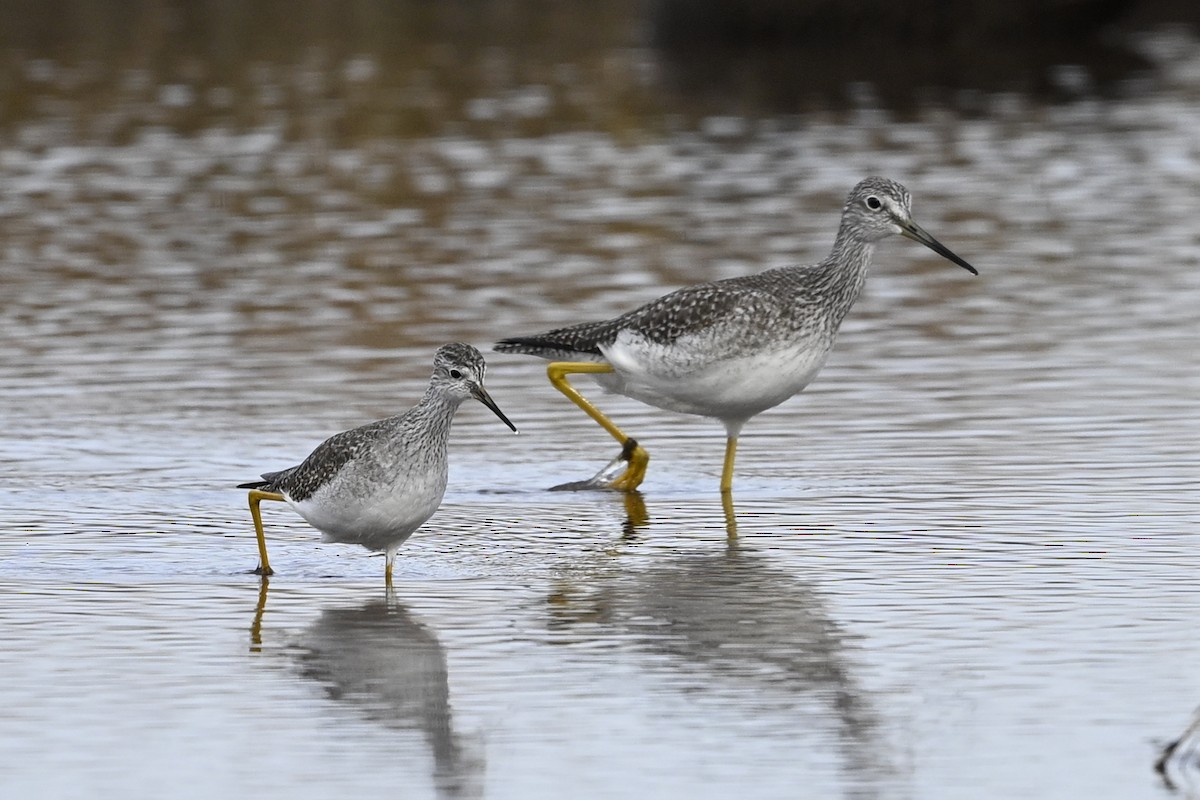 eBird Checklist - 10 Nov 2023 - Hampton Salt Marsh Conservation Area ...
