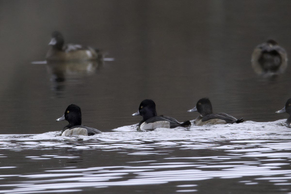 eBird Checklist - 10 Nov 2023 - Kyle Lake - 14 species