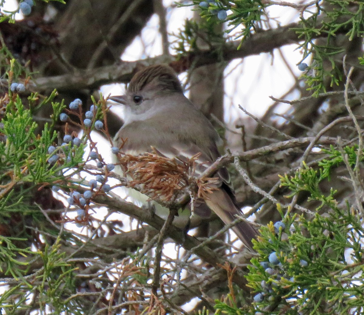 eBird Checklist - 10 Nov 2023 - Hallowing Point - 12 species