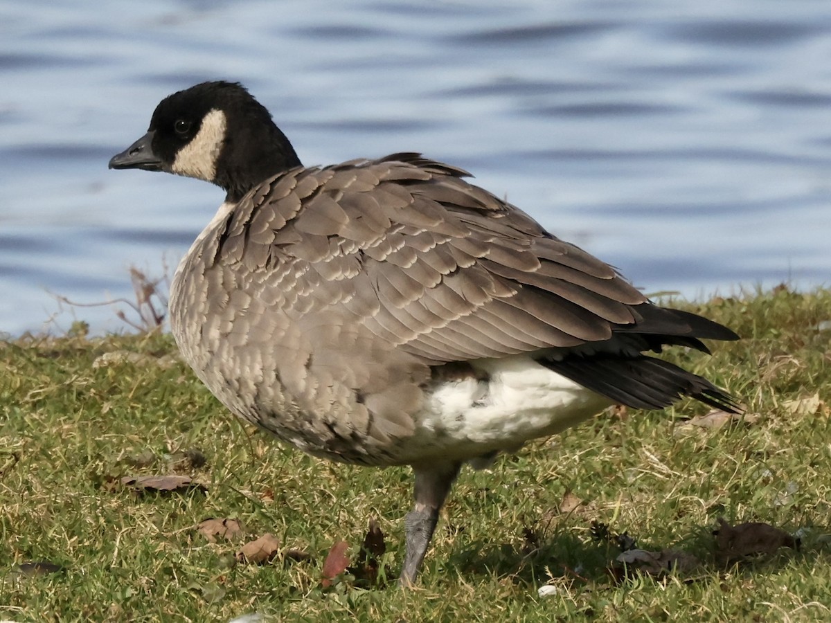 eBird Checklist - 10 Nov 2023 - Dorchester Park - 5 species