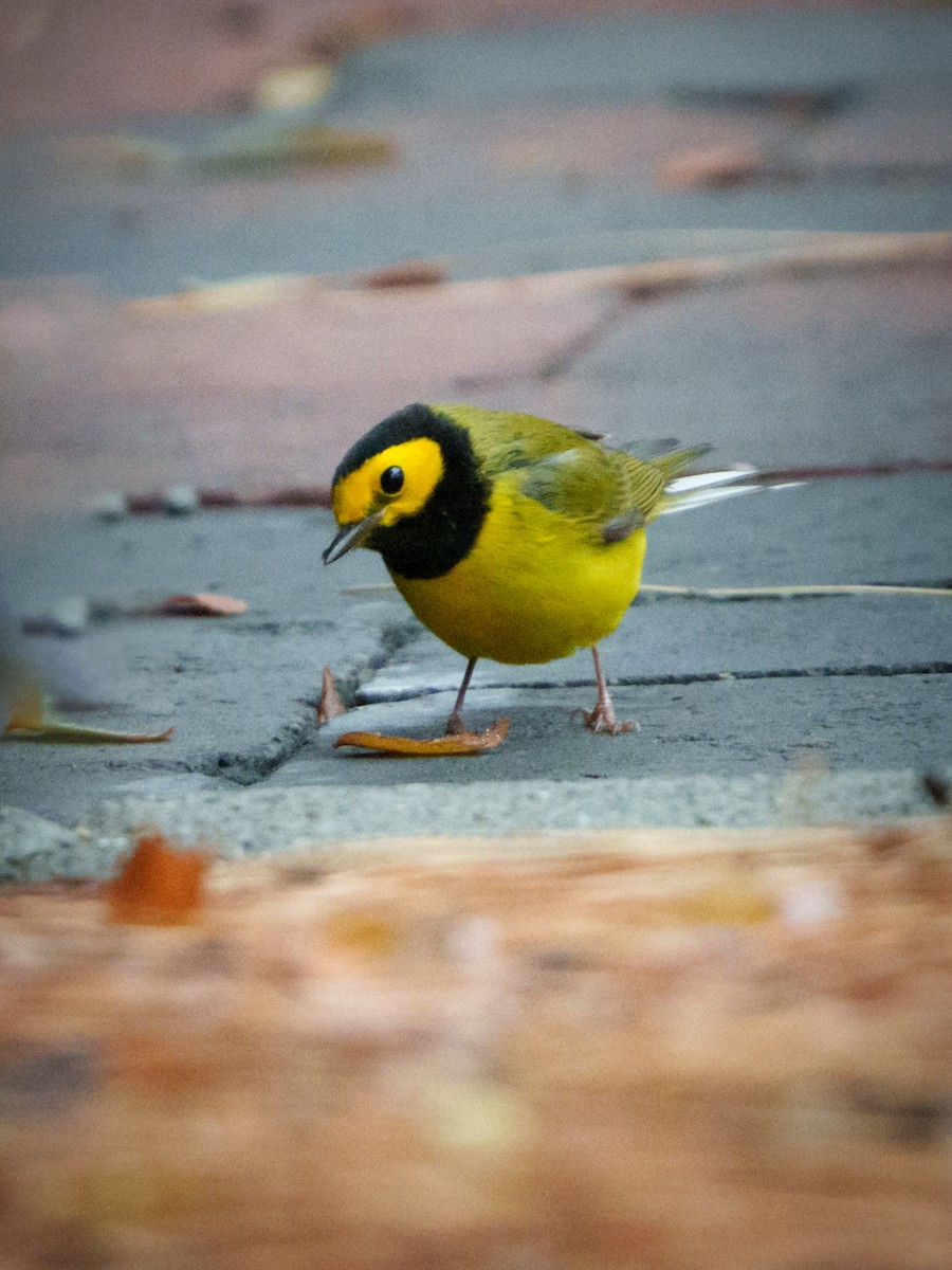 eBird Checklist - 10 Nov 2023 - 12725 E 26th Ave, Spokane Valley US-WA ...