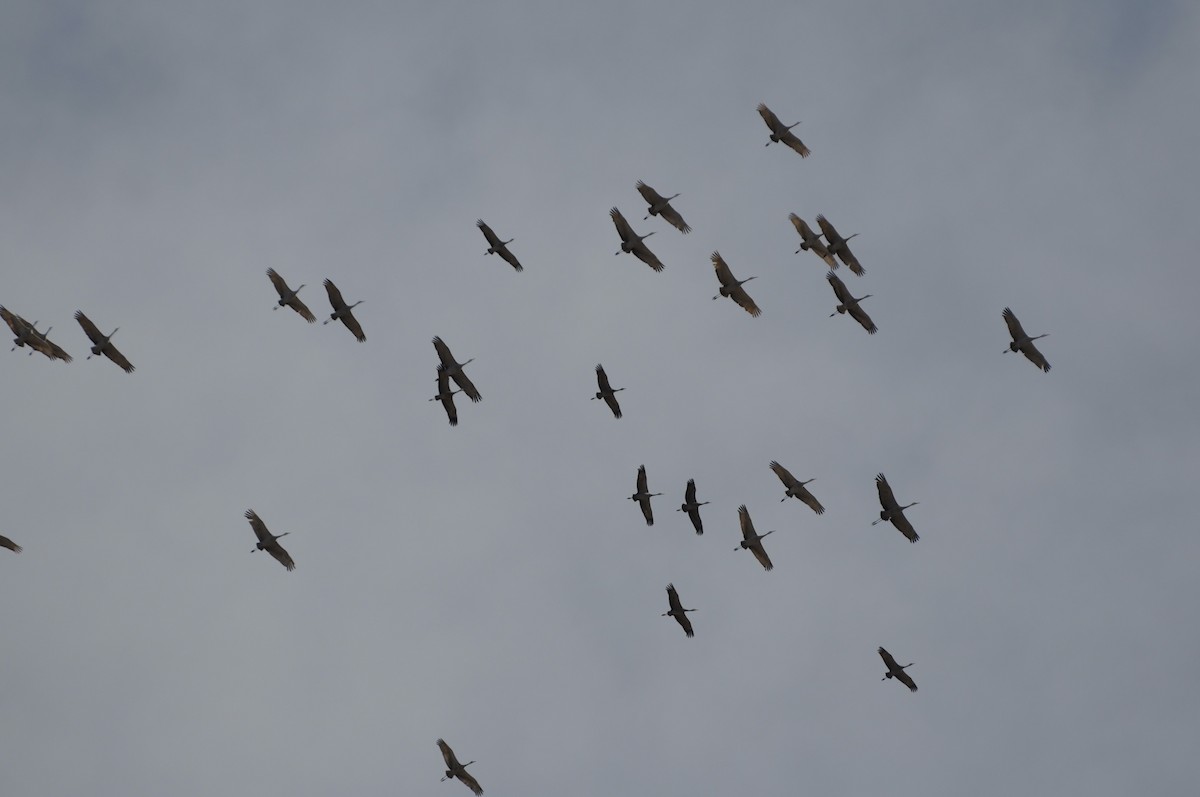 eBird Checklist - 10 Nov 2023 - Colorado State University--Intramural ...