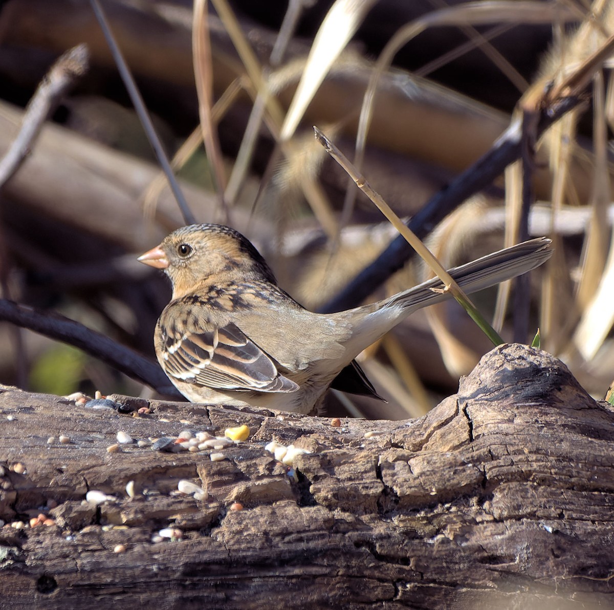 eBird Checklist - 10 Nov 2023 - Lye Creek Prairie Burn, aka The Burn ...