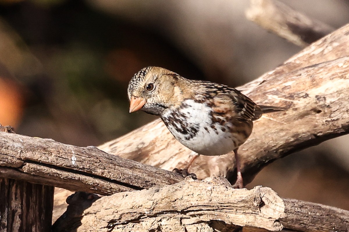 eBird Checklist - 10 Nov 2023 - Lye Creek Prairie Burn, aka The Burn ...