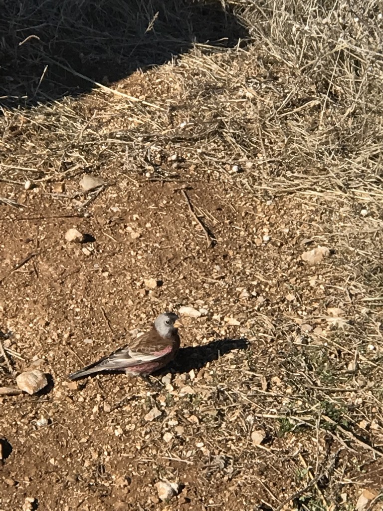 eBird Checklist - 8 Nov 2023 - Black Mountain summit - 1 species