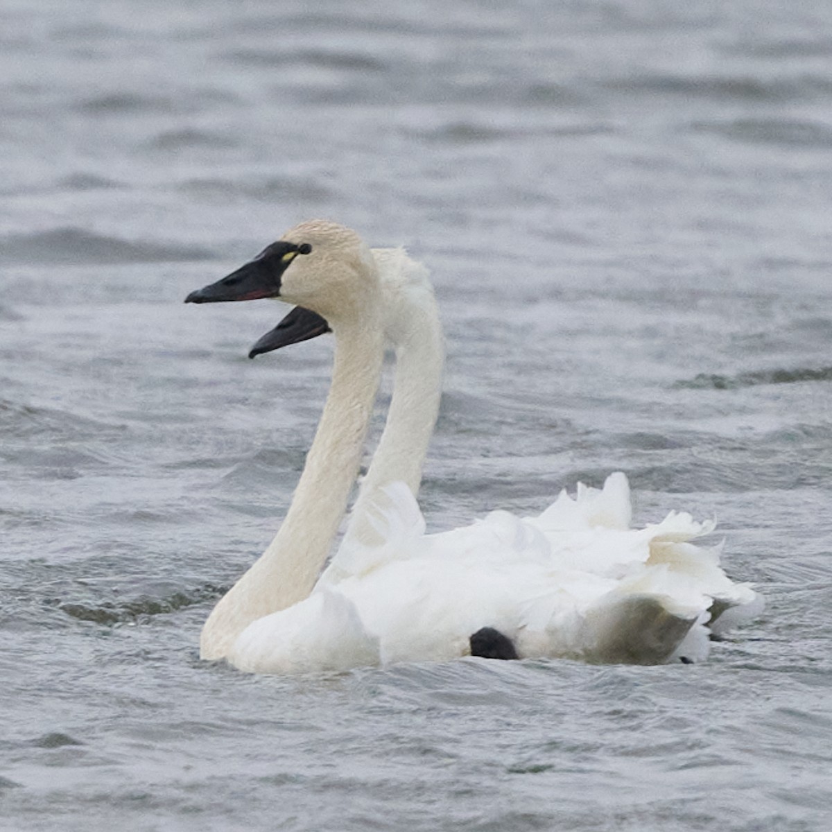 eBird Checklist - 10 Nov 2023 - **Back Bay NWR - 29 species