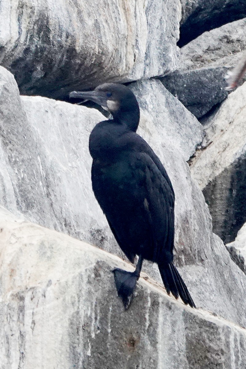 eBird Checklist - 7 Oct 2023 - Dana Point Harbor - 13 species
