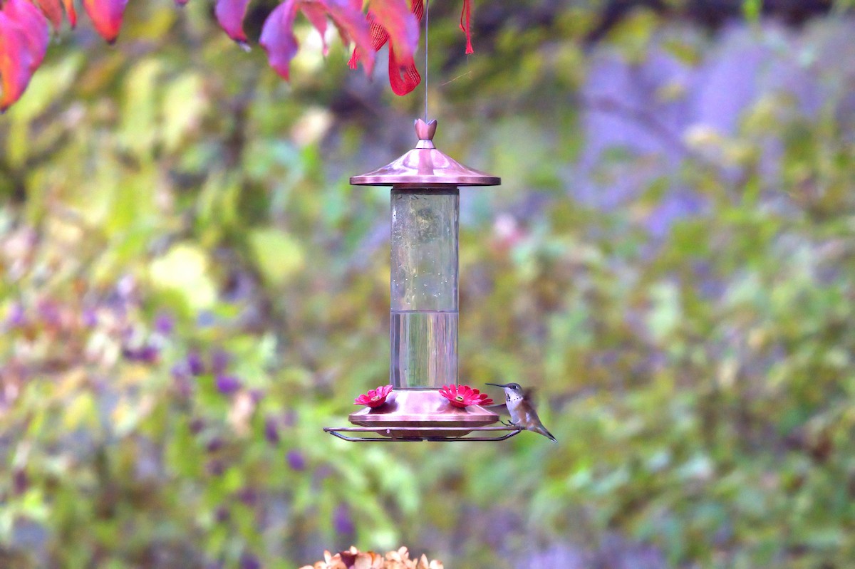 eBird Checklist - 10 Nov 2023 - Cos Cob Community Garden - Pinetum - 13 ...