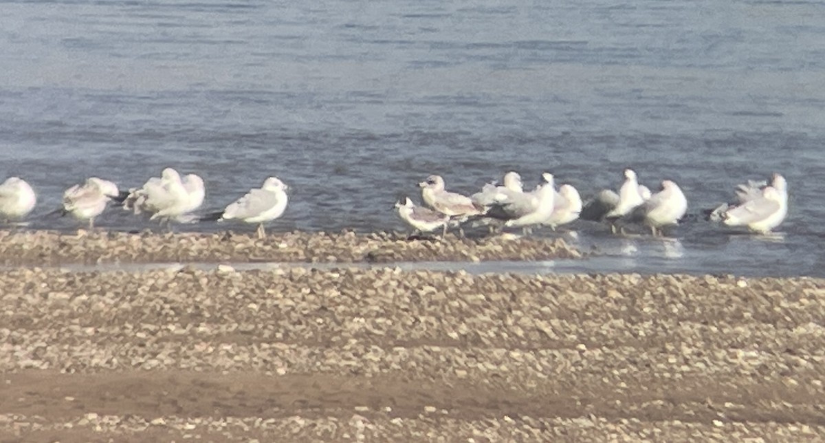 eBird Checklist - 10 Nov 2023 - Palo Verde Ecological Reserve - 19 species