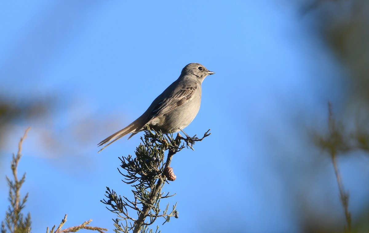 eBird Checklist - 11 Nov 2023 - 1726 Bur Brook Road - 25 species