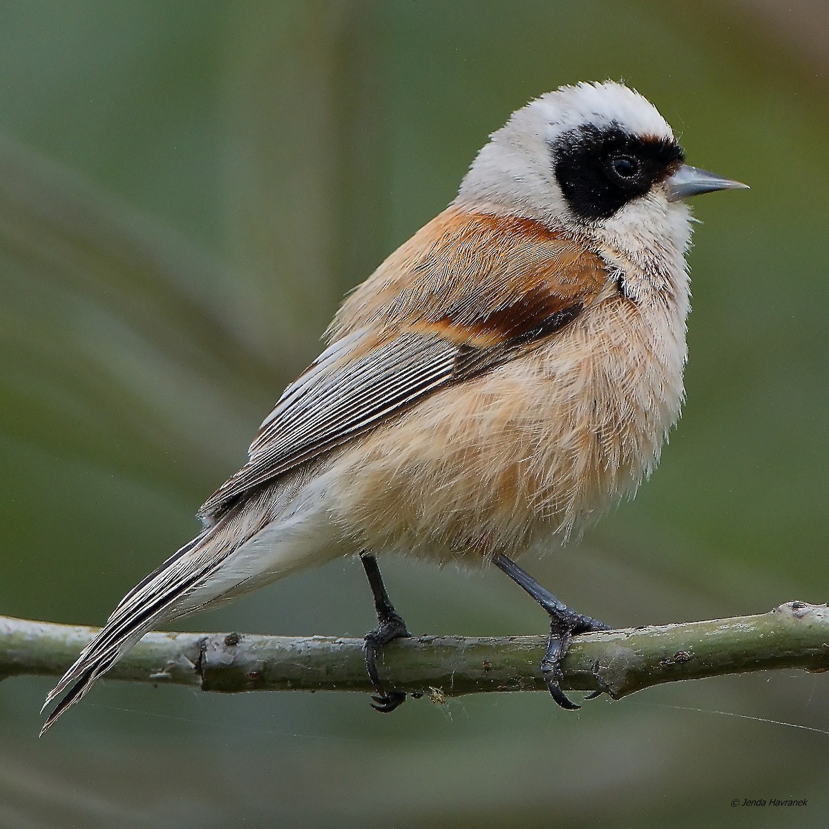 eBird Checklist - 6 Jun 2016 - Tovačov--Hradecký rybník - 79 species