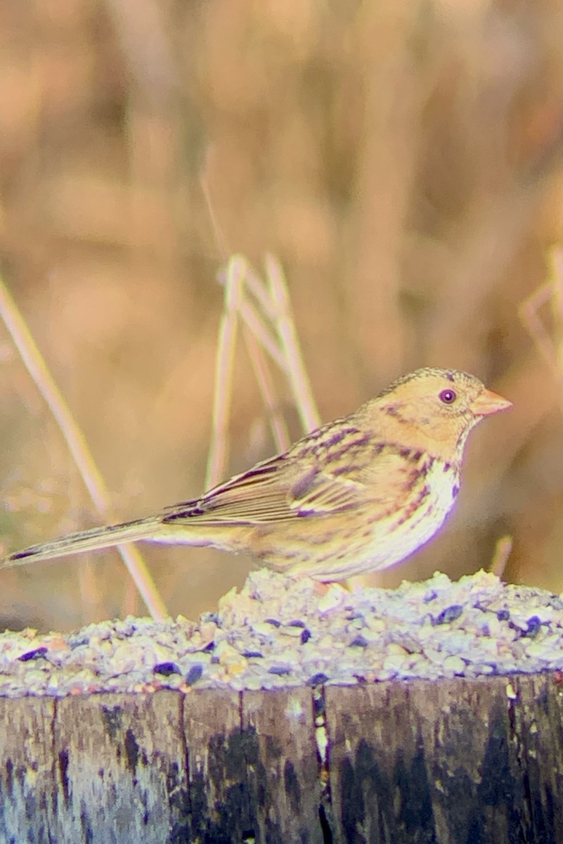 eBird Checklist - 11 Nov 2023 - Lye Creek Prairie Burn, aka The Burn ...