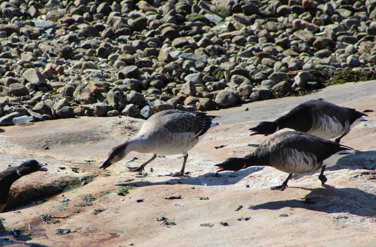 eBird Checklist - 11 Nov 2023 - Fort Phoenix State Reservation - 25 ...