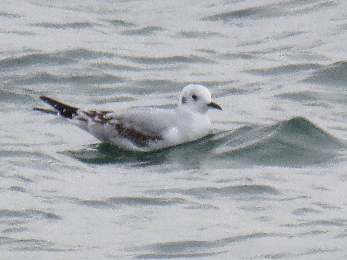 eBird Checklist - 10 Nov 2023 - Castle Island & Pleasure Bay - 13 species