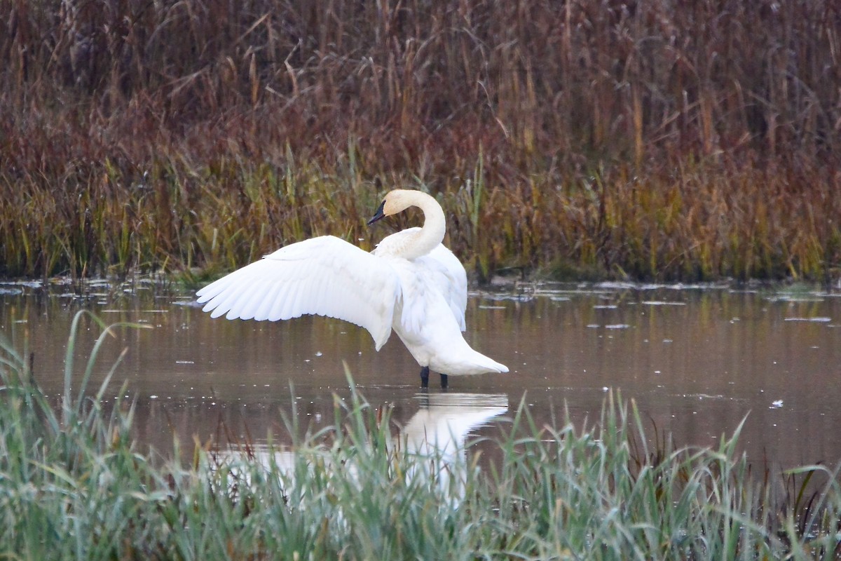 eBird Checklist - 11 Nov 2023 - Leopold's Preserve - 42 species
