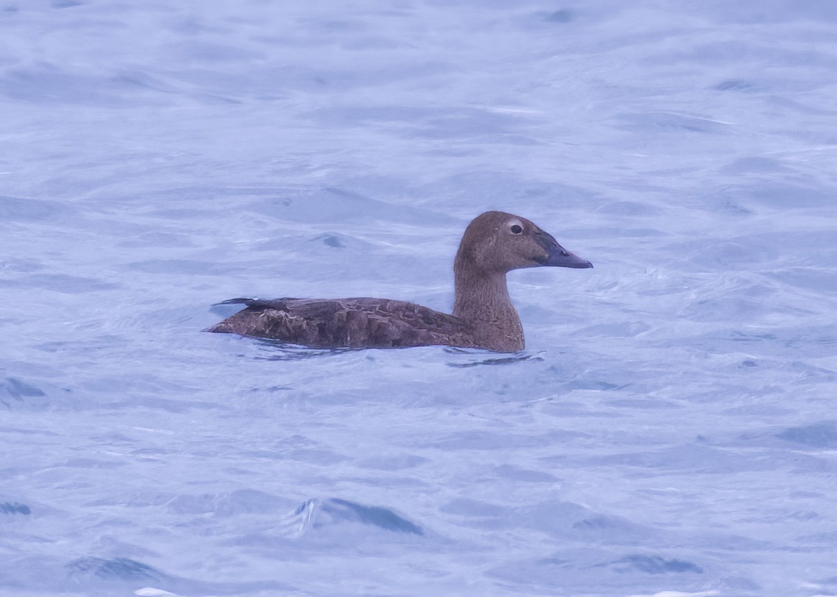 eBird Checklist - 11 Nov 2023 - West Side Rowing Club - 11 species