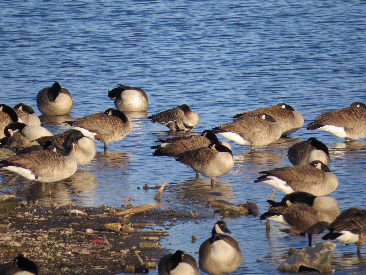 eBird Checklist - 11 Nov 2023 - Riverlands Migratory Bird Sanctuary ...