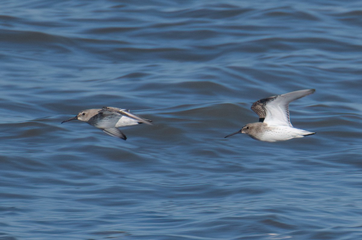 eBird Checklist - 11 Nov 2023 - Prime Hook NWR--Fowler Beach Rd./Fowler ...